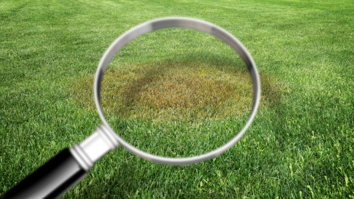 Grasziekten - Welke grasziektes zijn er en hoe voorkom je deze?